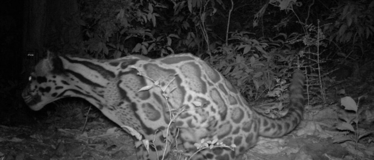 Bhutan’s Wild Cats: A Story of Hope - Bhutan Foundation