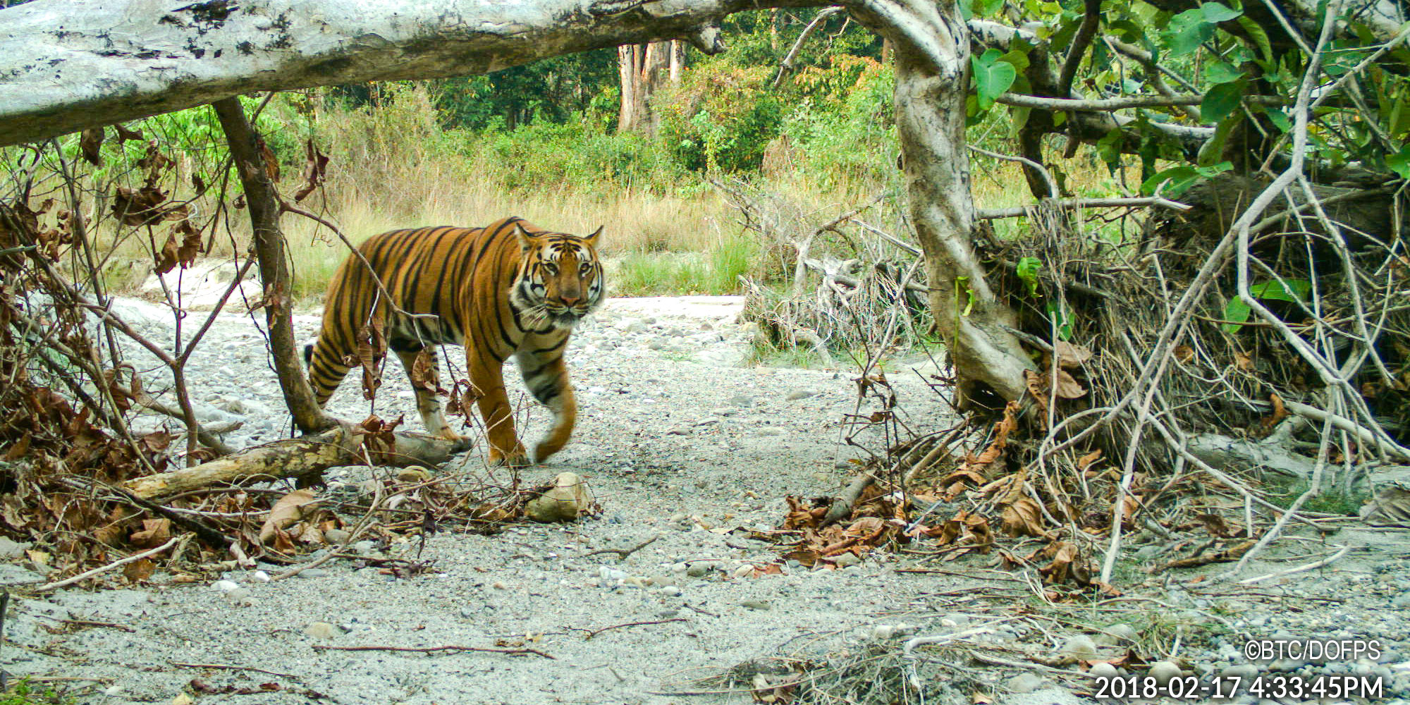 Tiger Tales from Bhutan: Stories from the Front Lines of Tiger ...