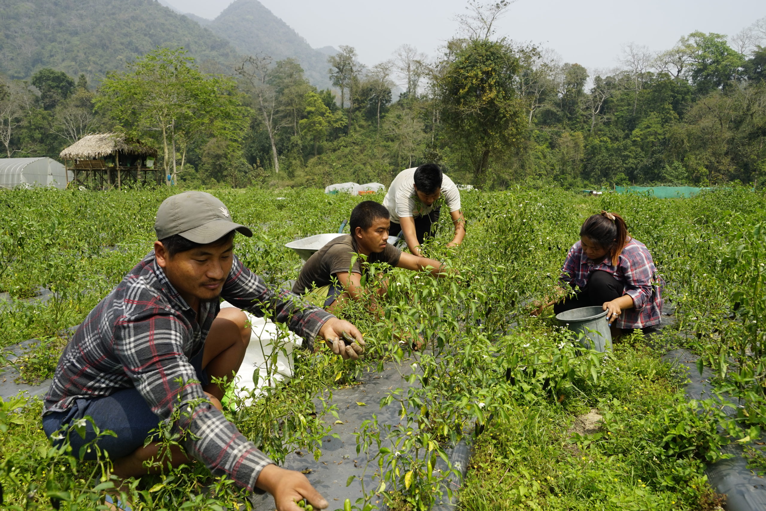 Enhancing Farming and Food Security in Bhutan - Bhutan Foundation