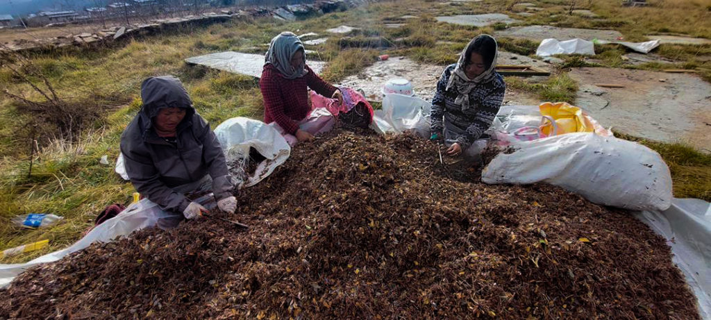 Gakhil Sang Group of Shingkhar Begins Incense Production - Bhutan ...