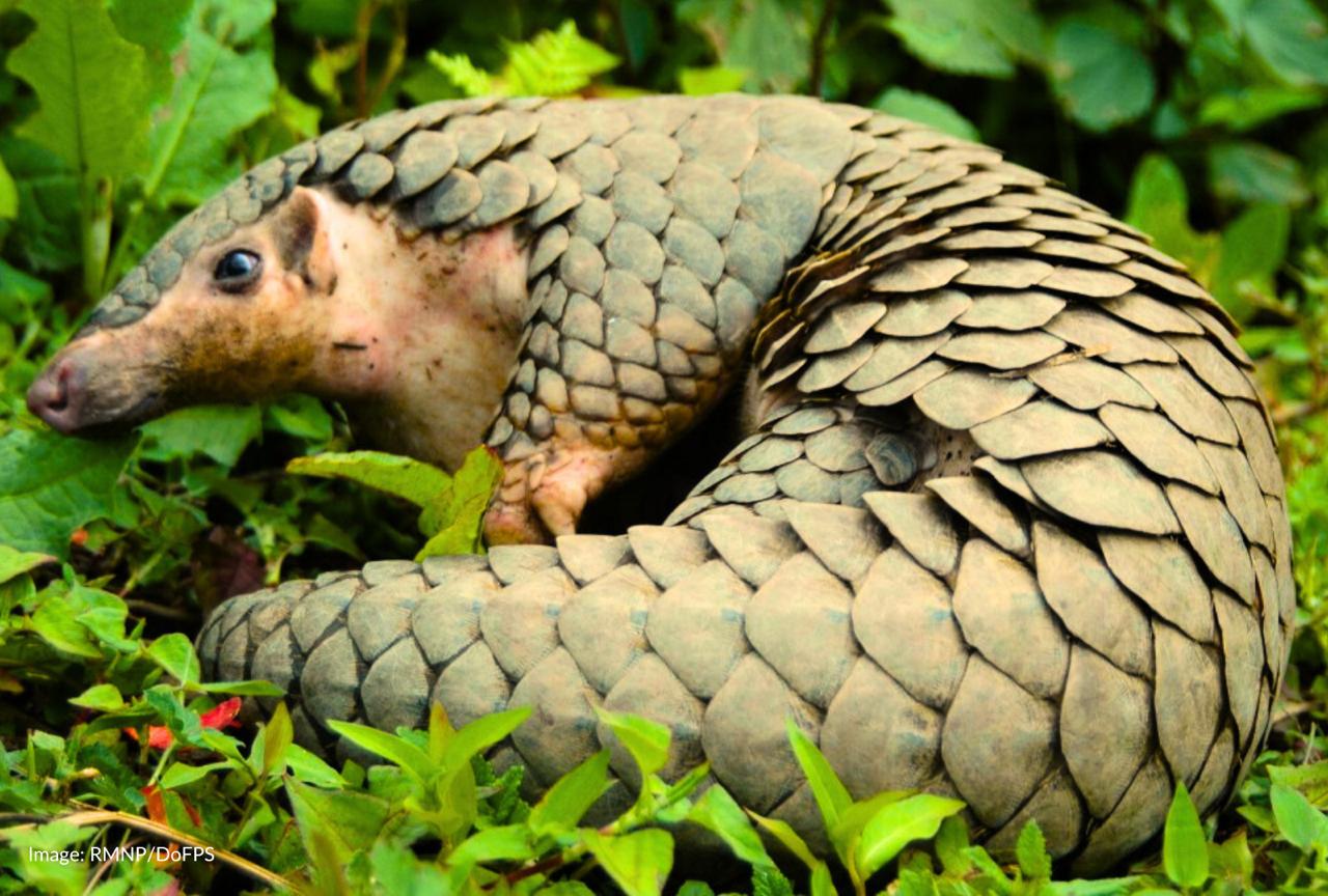World Pangolin Day - Bhutan Foundation